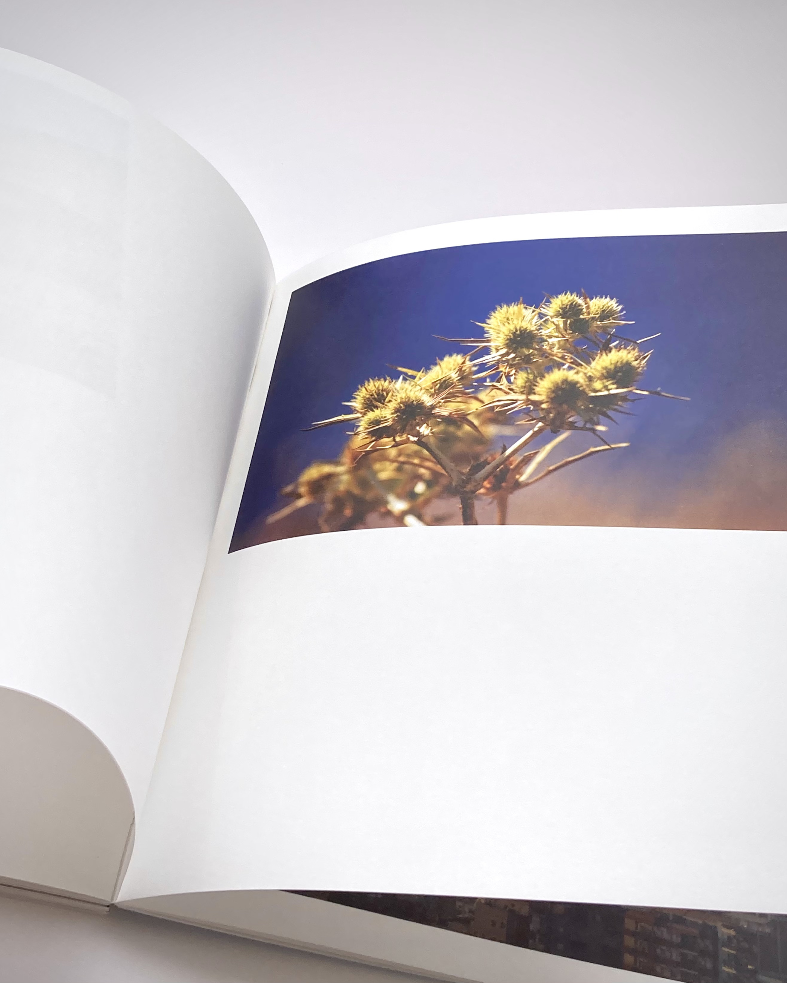 VIOLA HOFFMANN | ARTES VISUALES